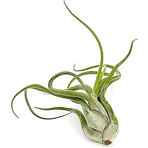 ragnaroc Air Plants - Flowering Tillandsia Caput Medusae, Large 5-7" - 1ct - Live Arrival Guaranteed - House Plants for Home Decor & Gift