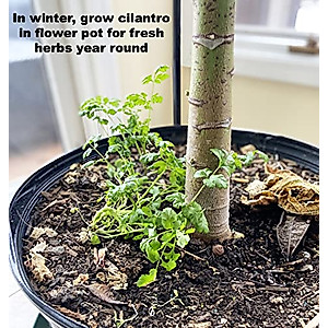 Cilantro Seeds for Planting-Slow Bolt,香菜.Non GMO Seeds for Sprouting,Herb Seeds for Planting Home Garden and Hydroponic Pods(100 Slow Bolt Cilantro Seeds for Planting,1g) USA