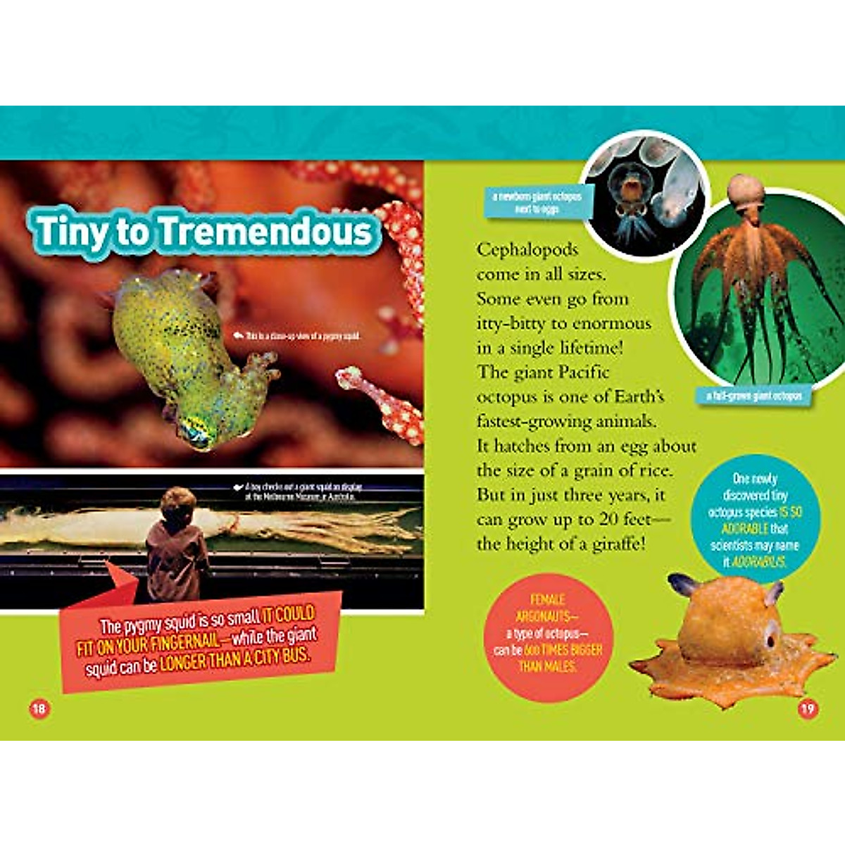 Ink! (National Geographic Geographic Kids Readers, Level 3): 100 FUN Facts About Octopuses, Squid, and More (National Geographic Kids Readers)