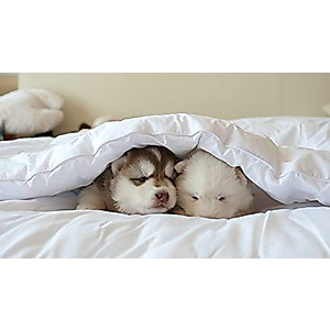 100% Egyptian Cotton Wine Stripe, Grand King Size Egyptian Cotton Sheet Set -(4 Pcs) Deep Pockets 30" Inches for Thick Mattress-850 TC Breathable-Super Soft-(Grand King: 80" X 99")