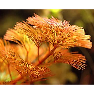 Red Cabomba Aquarium Plants Live for Growing Indoor, 5 Stems, 4 Inches to 6 Inches Tall, Planting Ornaments Perennial Garden Simple to Grow Pots Gifts