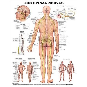 The Spinal Nerves Anatomical Chart