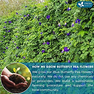 FreshDrinkUS, Premium 1010+ Butterfly Pea Flowers, 100% Natural & Pure from Whole Blue Butterfly Pea Flowers, Wildcrafted, Dried Blue Butterfly Pea Flowers Herbal Tea, No Gluten, Vegan