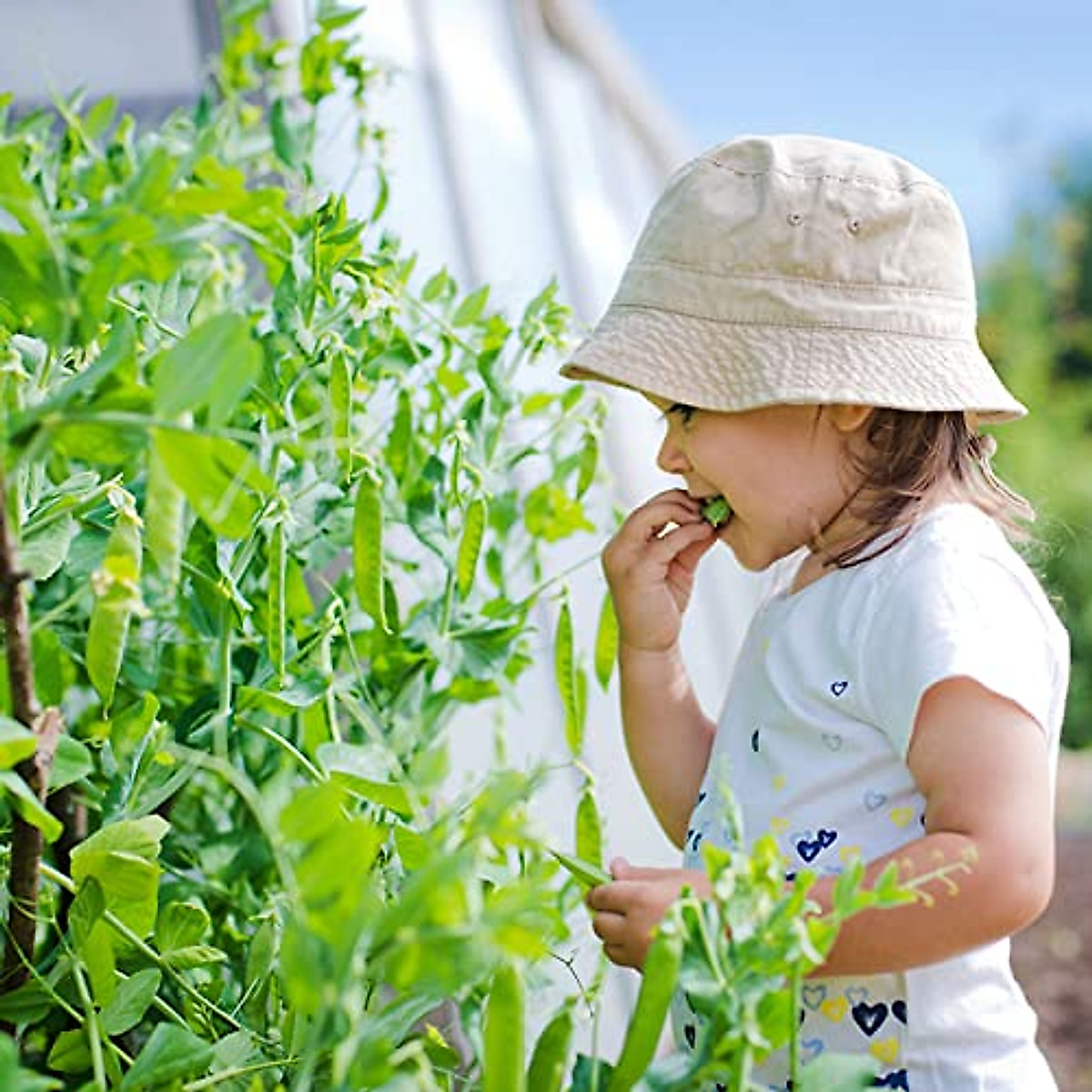 Dichmag 80+ Stringless Green Pod Bush Bean Seeds and Snowbird Pea Seeds - Individual Pack Bean Seeds for Planting Backyard or Garden, Medium