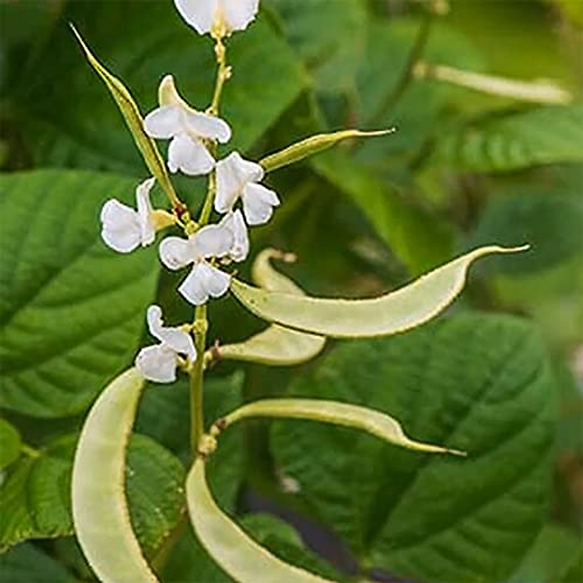QAUZUY GARDEN 10 White Hyacinth Bean - Lablab Purpureus Seeds | Organic ...