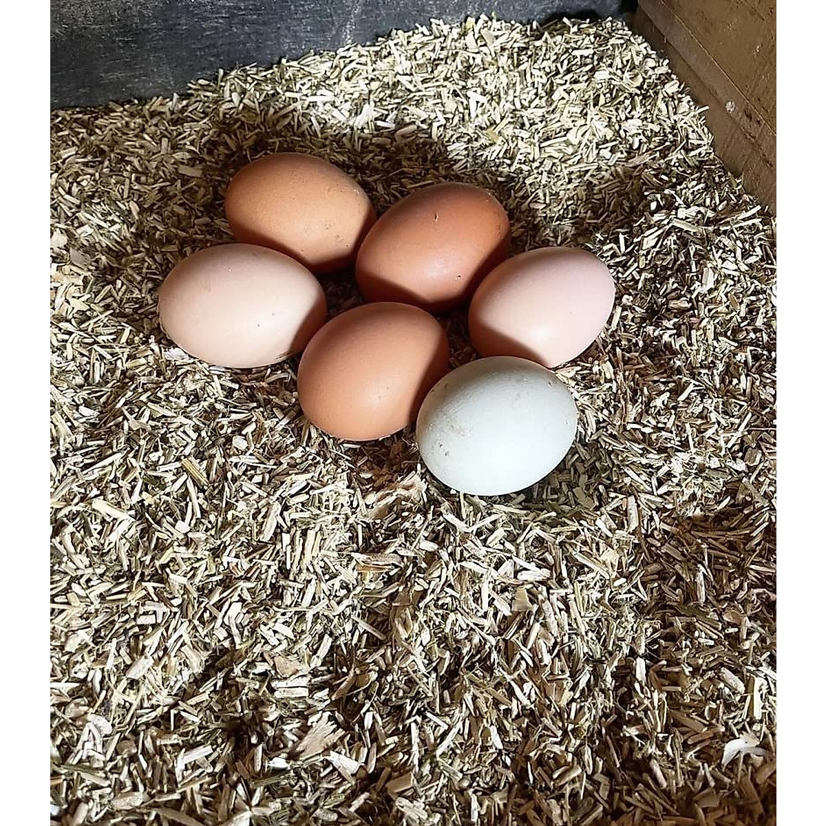 Eaton Pet and Pasture, Naturally Grown Hemp Pet Bedding for Chickens, Nesting Boxes, Rabbits, Hamsters, Small Pets, Highly Absorbent, Hypoallergenic, Eco-Friendly, Farmer Owned 28L