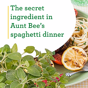 Bonnie Plants Italian Oregano Live Herb Plants, Perennial in Zones 5 to 10, Full Sun to Part Shade, 4 Pack