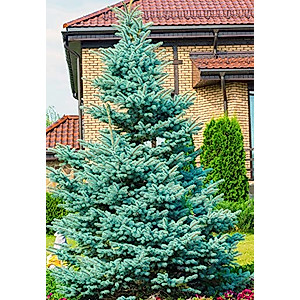 Bonsai Tree Seeds kit 5 Varieties of Non GMO Heirloom Bonsai Starter Kit , Blue Spruce, Black Pine, Sakura Seeds, Redwood Tree, Flame Tree, 5pcs Plant Markers, 5pcs Seeding Soil Block