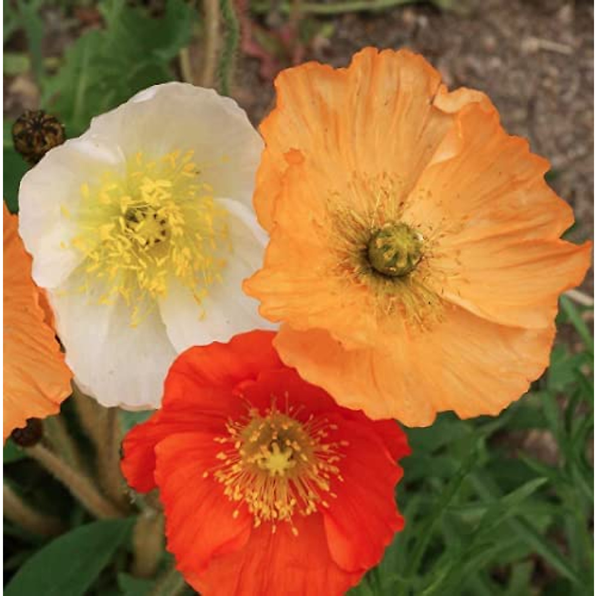 Iceland Poppy Seeds Flower Mix, 3000 Heirloom Flower Seeds Per Packet, Non GMO Seeds, Botanical Name: Papaver nudicaule, Isla's Garden Seeds
