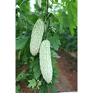 VAACNEE 15pcs White Pearl Bitter Melon Seeds Rare Vegetable Bitter Gourd Calabash