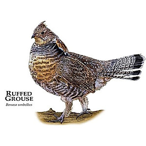 CafePress Ruffed Grouse Mug Ceramic Coffee Mug, Tea Cup 11 oz