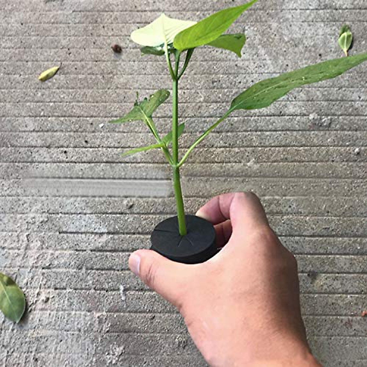 Lainrrew 36 Pcs 2" Garden Clone Collars, Cloning Collars Insert Fits 2" Net Pot Cups for Hydroponics Clone Machines (Black)