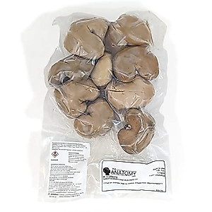 Anatomy Lab Preserved Sheep Kidney Specimen for Dissection, for Biology Classrooms, Vacuum Pack of 10