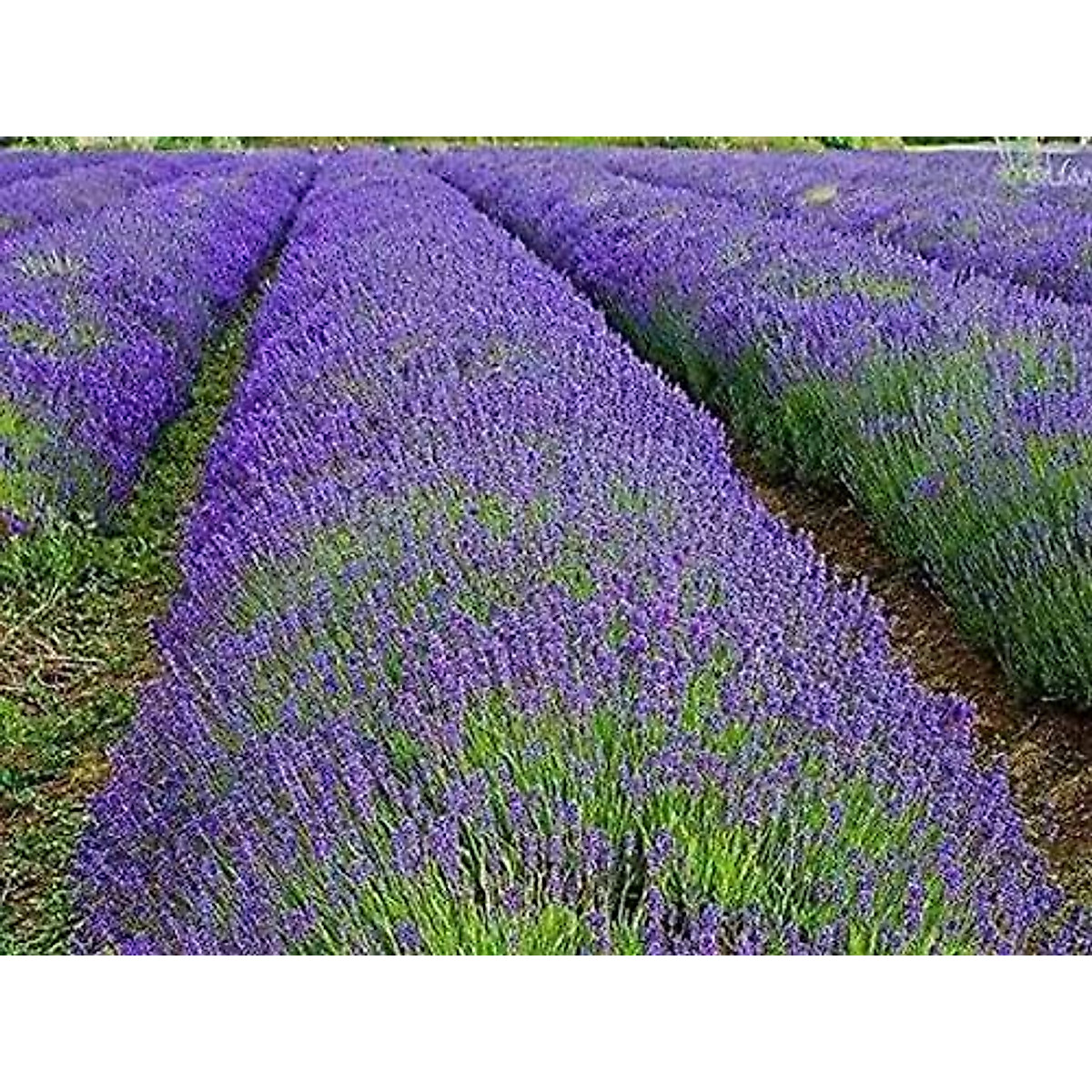 MOKALALA 50 Pcs Sage Seeds | Non-GMO | "Sapphire Blue" (Salvia farinacea) Seeds for Planting Home Garden