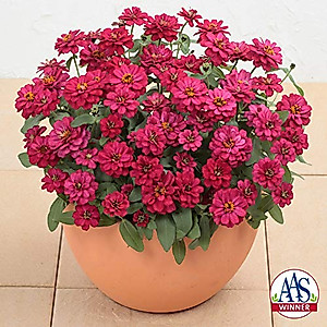 Outsidepride Zinnia Profusion Double Hot Cherry Heat & Drought Tolerant Garden Cut Flowers - 50 Seeds