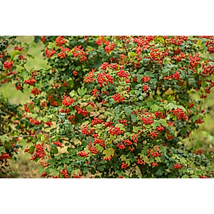 Health Embassy Cramp Bark | Viburnum opulus L | 100% Natural (50g)