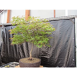 69 Year Old Red Dragon Japanese Maple Specimen Bonsai Tree