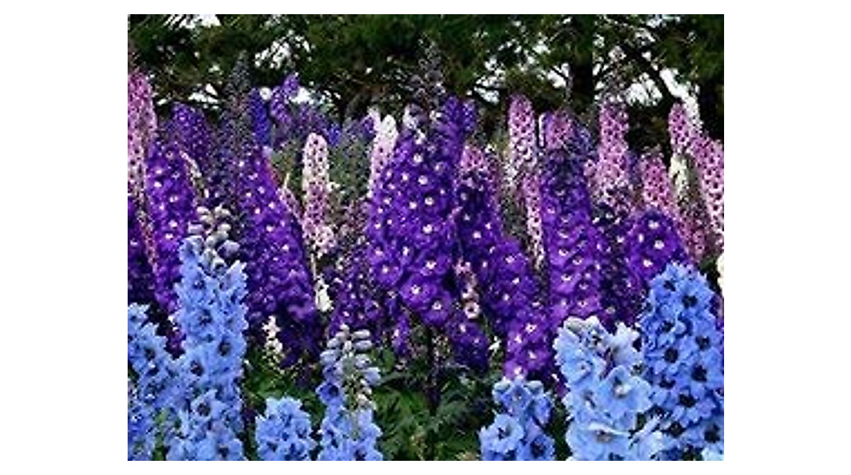 Larkspur Rocket Mix Flower Seeds - Vibrant Multi-Color Blooms & Gifts