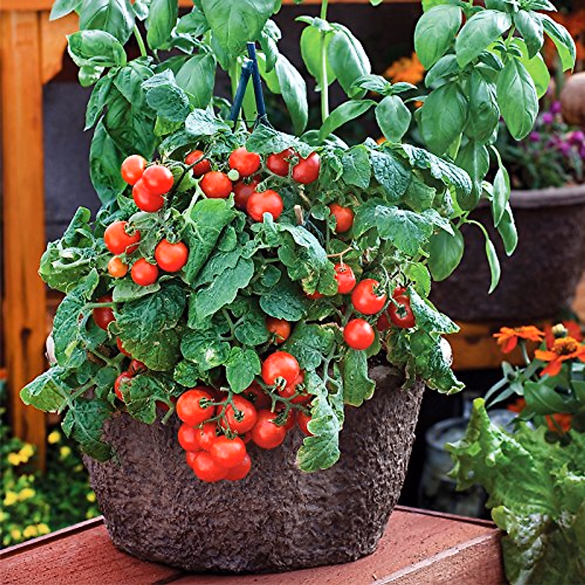 30+ Dwarf Red Robin Tomato Seeds, Heirloom Non-GMO, Sweet, Low Acid, Determinate, Open-Pollinated, Delicious, Lycopersicon lycopersicum, from USA