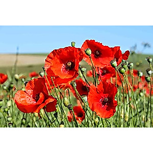 50,000 Flanders Red Corn Poppy Seeds 7 Grams Non GMO Heirloom USA Harvested pollinator bee Butterfly American Legion Poppy. Ornamental Poppy