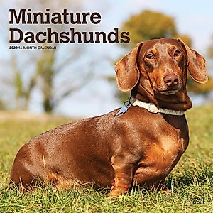 Miniature Dachshunds 2022 12 x 12 Inch Monthly Square Wall Calendar, Animals Small Dog Breeds DogDays