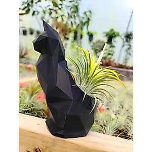 Live Air Plants - Ionantha Druid - 2 to 3 Inch Air Plant - Color & Form Varies by Season - 30 Day Guarantee on Tillandsia from The Drunken Gnome (One Size 2-3") (1)