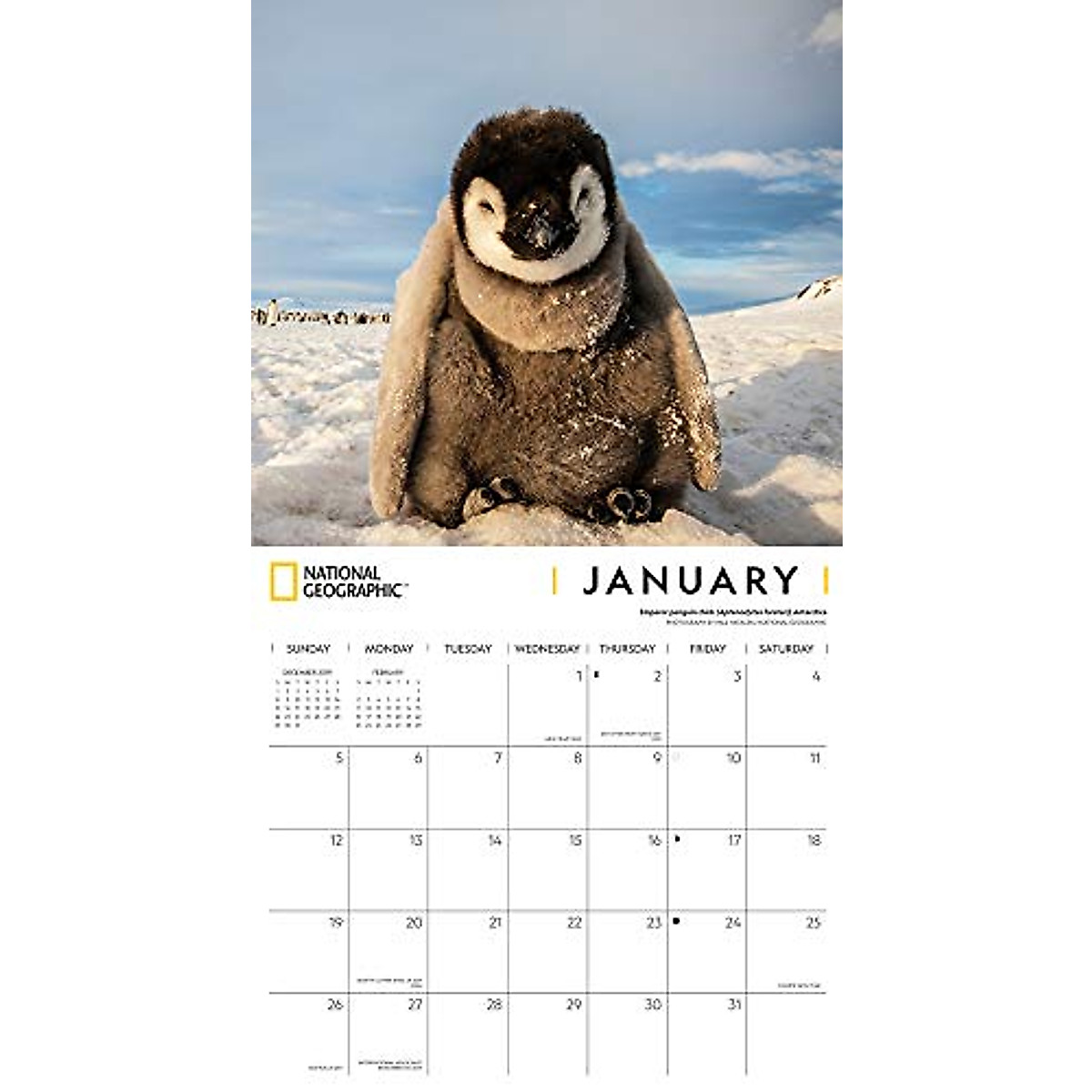 National Geographic Penguins 2020 Wall Calendar