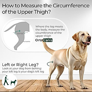 Ortocanis Dog Knee Brace for Torn Acl Hind Leg, Cruciate Ligament Injuries, Patella Dislocation or Osteoarthritis - Dog Acl Knee Brace - Dog Braces for Back Leg for Support (XXX-Small, Left Leg)