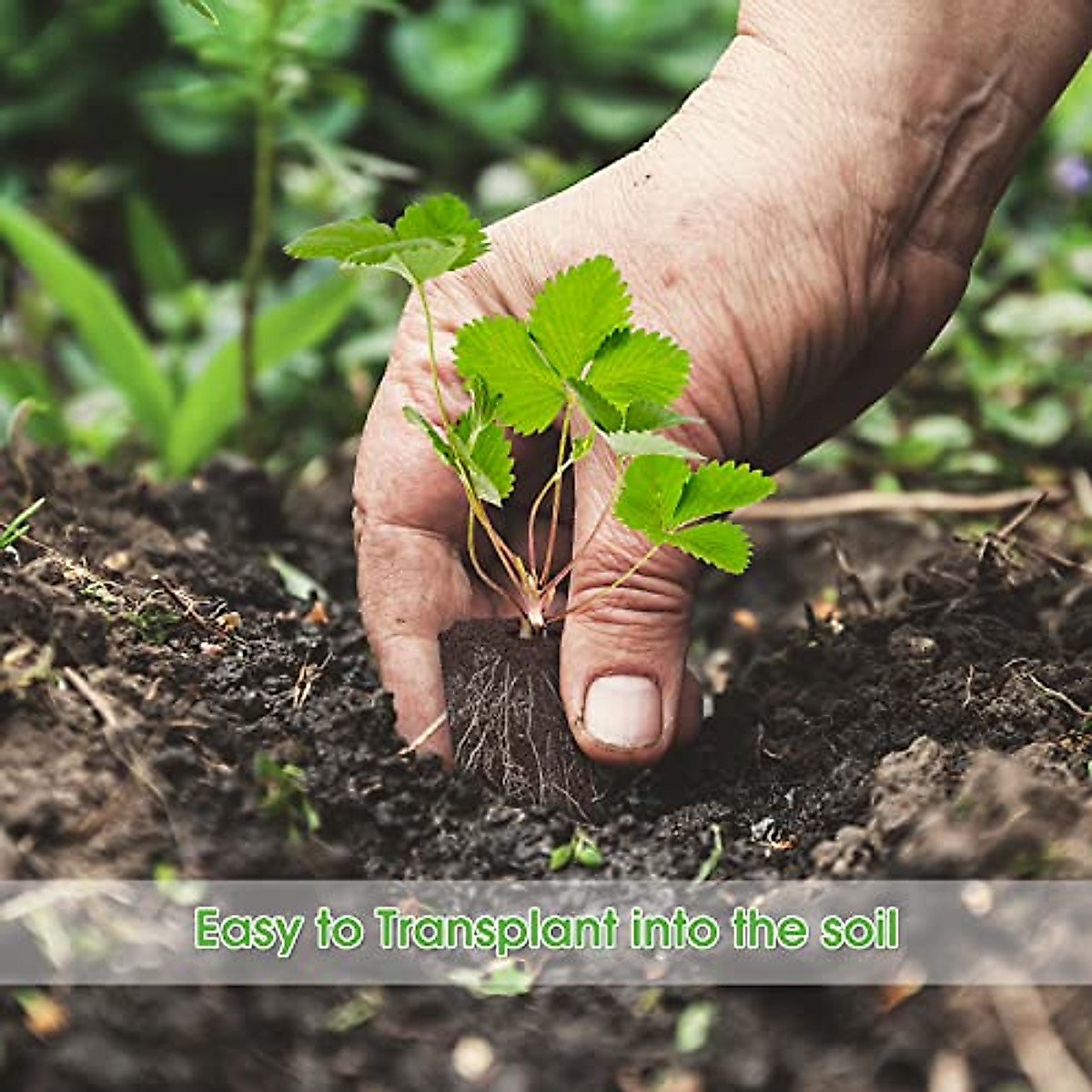 60 Pack Replacement Grow Sponges, Seed Pod Kit Seed Starter Pods Hydroponics Sponges Grow Sponges for Hydroponics Root Growth Sponges Refill Pods for Hydroponic Growing System Indoor Garden, Square