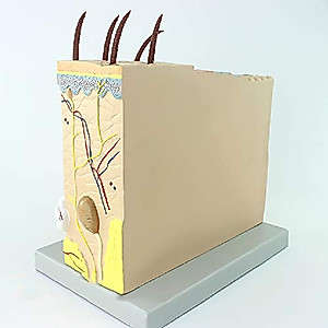 Teaching Model,Skin Anatomy Model, Skin Model, Enlarged Human Skin Anatomical Structure Model, Skin Beauty Plastic Face and Face Model for Biology Cosmetic Surgery Teachi