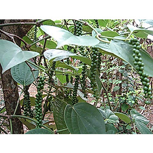 30+ Piper Nigrum Black Pepper Seeds Fragrant Herbs Spice Garden Plants Bonsai