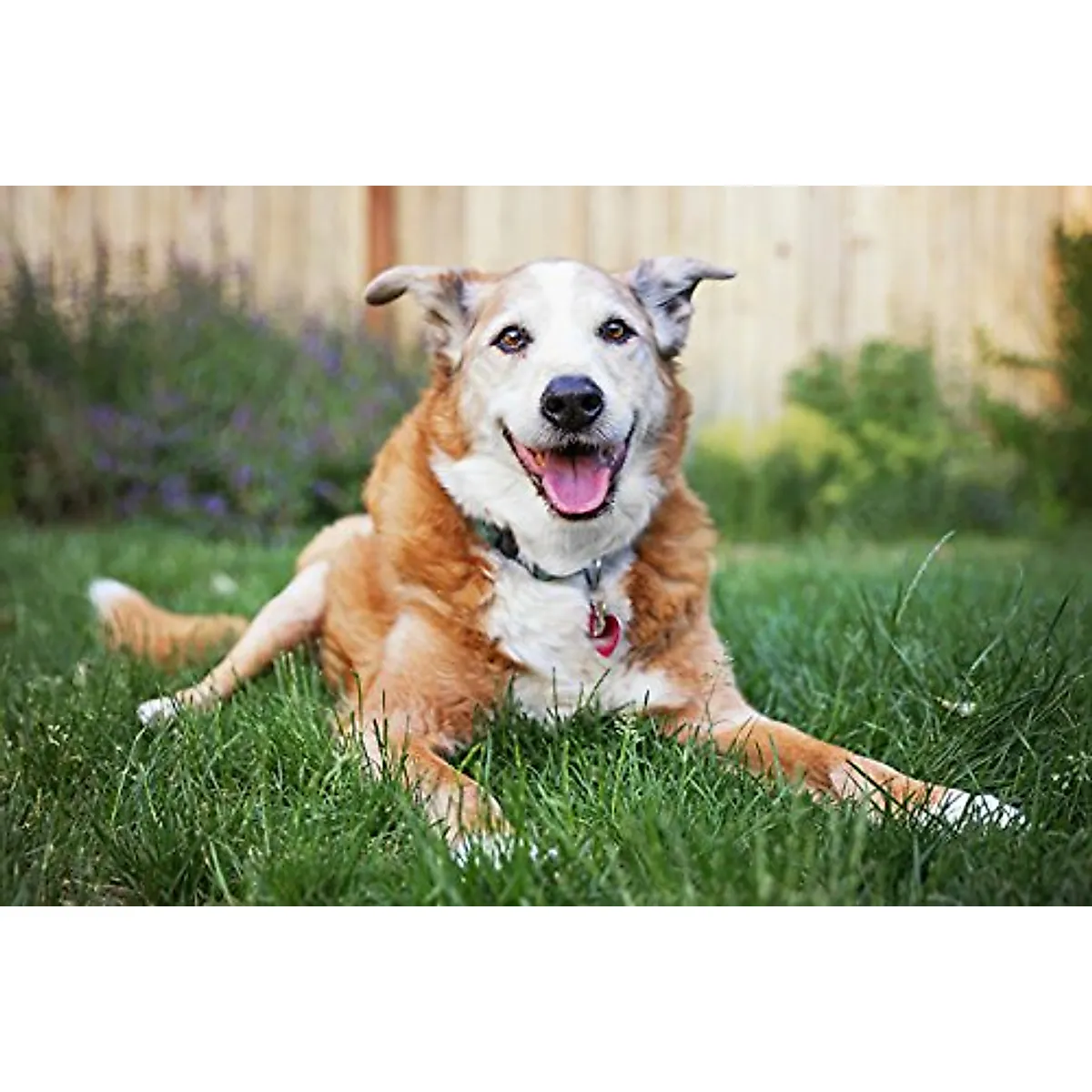 Hip and Joint Supplements for Large Dogs - Hip & Joint Support - for Dogs - Chewable - Dog glucosamine Soft - 1 Bottle (120 Chewable Tablets)