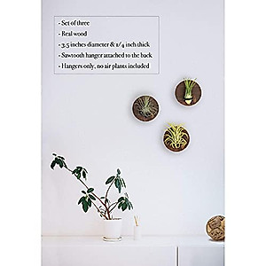 Set of 3 Air Plants Holders - Real Wood Live Air Plant Holders - Three 3 1/2" Wood Circles - Airplant Planter Holder