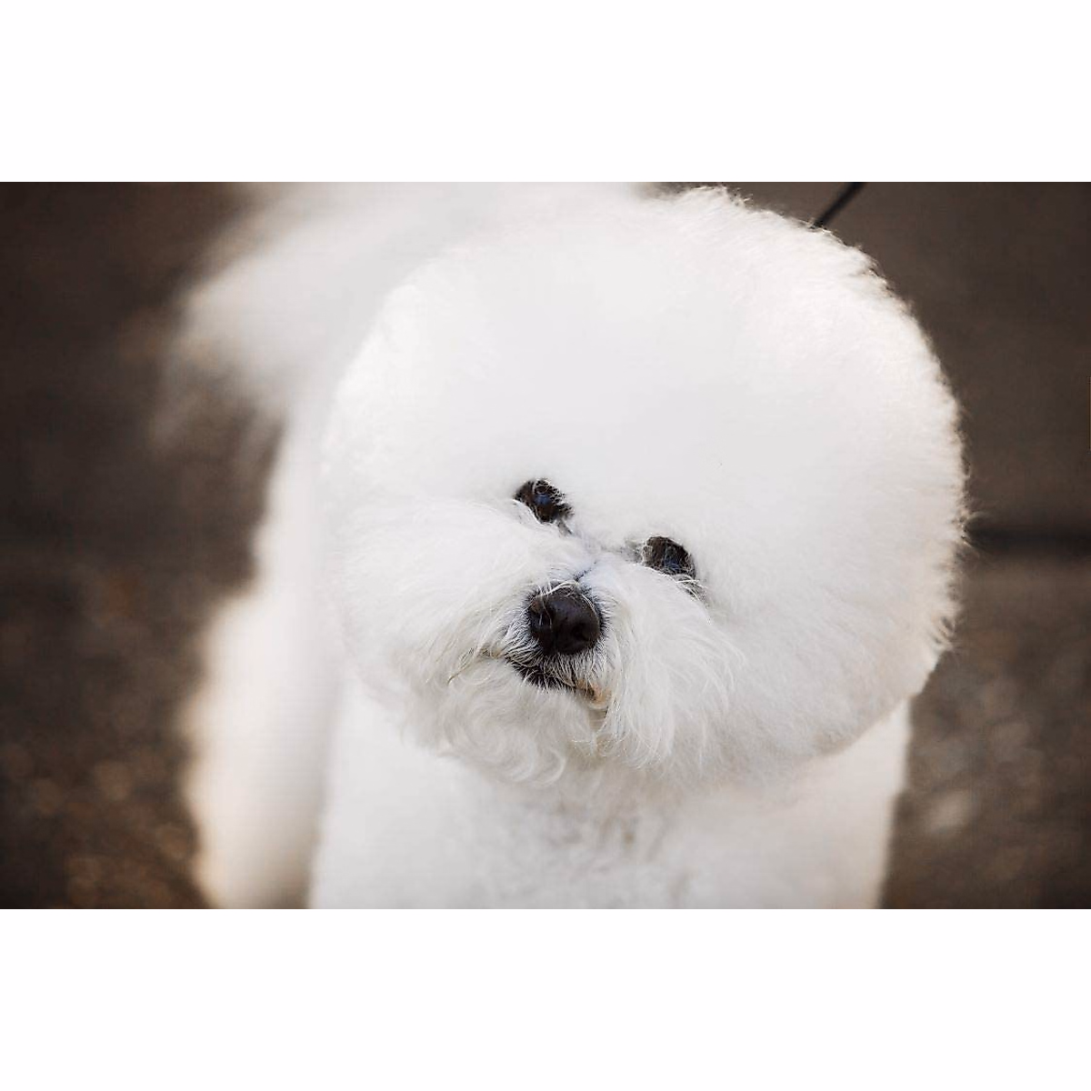 Eye Envy Gentle Action Dry Applicator Pads for Dogs and Cats|Use with Solution|Waffle-Like Texture, Gently Cleans|Lint Free|Non-Absorbent-Solution Sits on The Surface|30 Count with Reusable jar