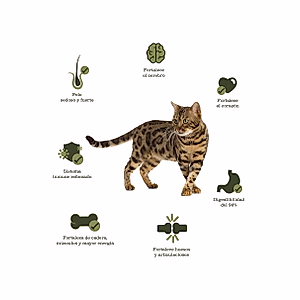 Blackwood Pet Cat Food Made In USA [Super Premium Dry Cat Food For Adult, Indoor, and Senior Cats], Chicken Meal and Brown Rice Recipe 13.23-Pound