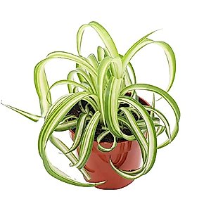 California Tropicals Bonnie Curly Spider Plant - Real Live Tropical Houseplant, Perfect for Indoor/Outdoor Home and Office Decoration, Easy Care, Perfect for Pots, Baskets or Patio - 4 Inch