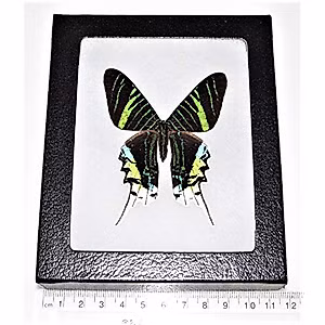 BicBugs Urania leilus Real Framed Day Flying Moth Green Blue Peru South American Sunset Moth