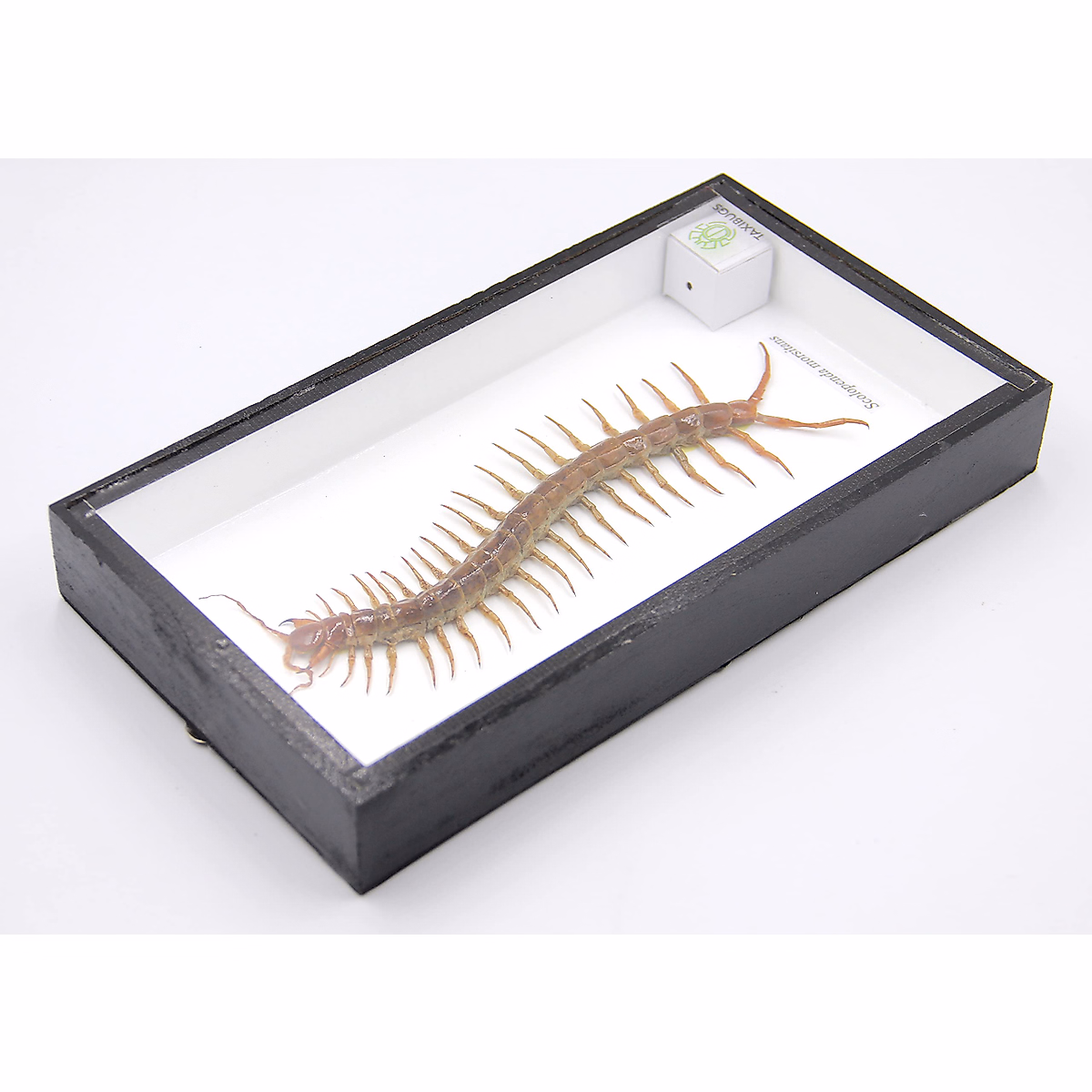 TAXIBUGS Real Centipede Millipede Scolopendra MORSITANS Taxidermy Insect in 3D Wooden Frame (White Background, Black Wooden Box)