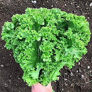 500 Green Wave Mustard Seeds for Planting Heirloom Non GMO 1.25+ Grams Garden Vegetable Bulk Survival