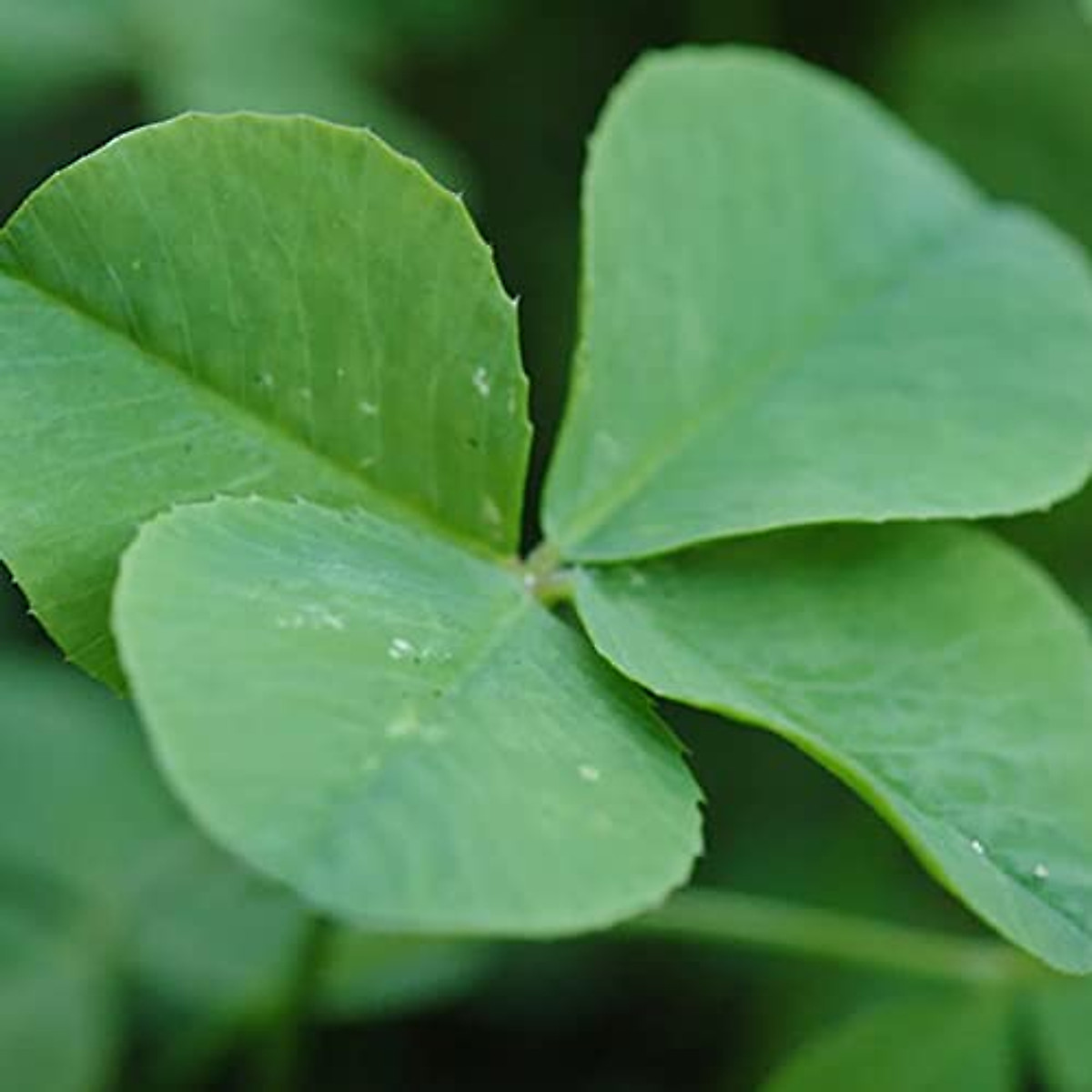 YEGAOL Garden 25Pcs Four Leaf Clover Seeds Ornamental Easy to Grow Ground Cover Indoor Outdoor Potted Garden Plant Grass Seeds