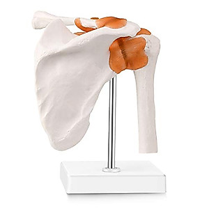 LYOU Human Shoulder Joint Model, Life Size Flexible Anatomically Accurate Shoulder Skeleton Model with Functional Ligaments and Removable Base
