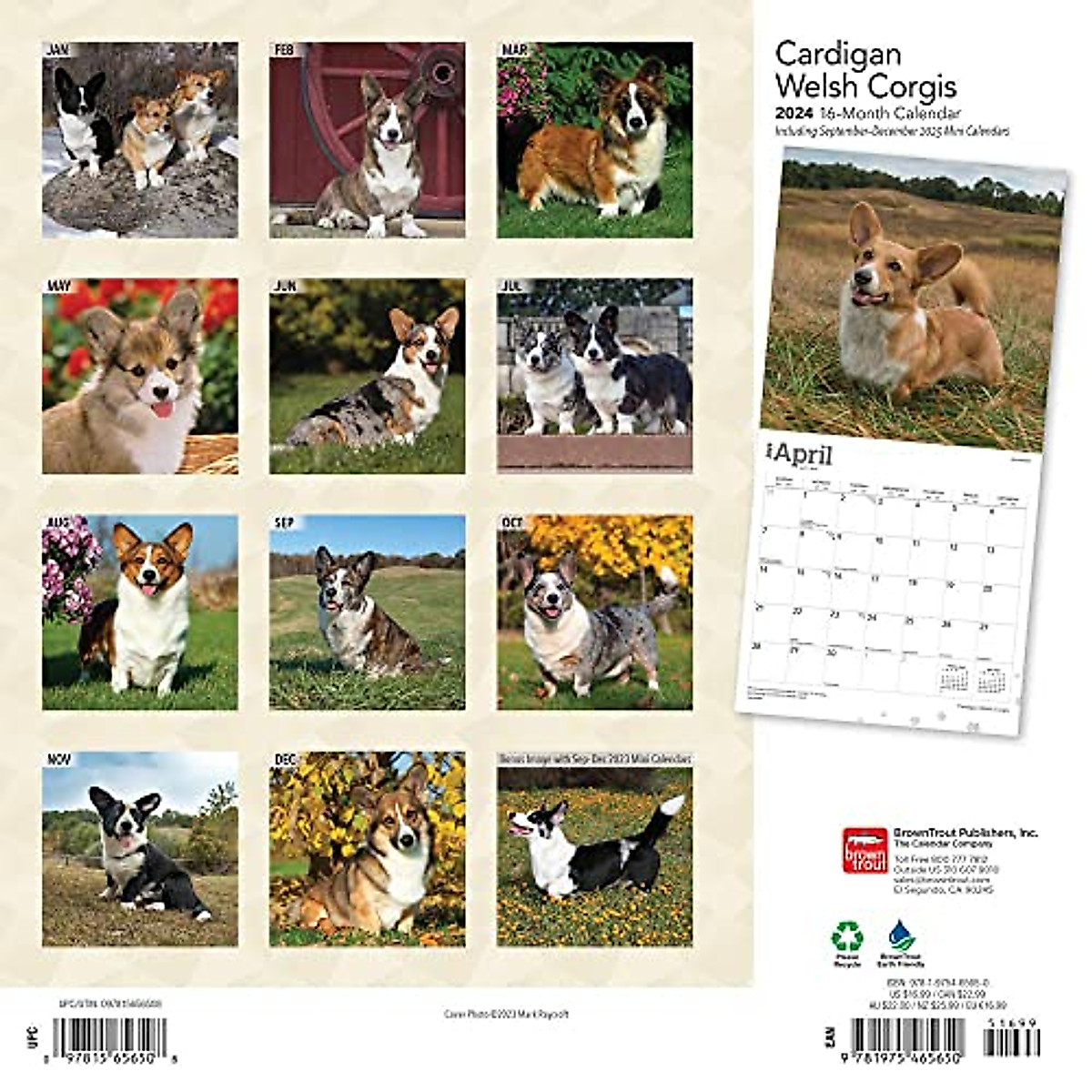 Cardigan Welsh Corgis | 2024 12 x 24 Inch Monthly Square Wall Calendar | BrownTrout | Animals Dog Breeds