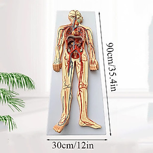 Model Teaching Model Human Circulatory System Model Whole Body Internal Organs Anatomy Model Cardiovascular Demonstration Model for Teaching