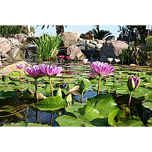 Aquascape Fabric Plant Pot for Pond and Aquatic Plants, Versatile, Durable, 12-Inch x 8-Inch, 2-Pack | 98500