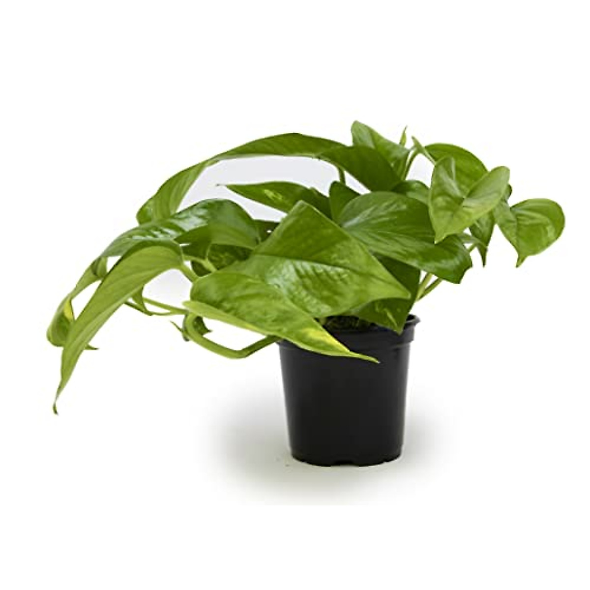 Golden Pothos Plant Live House Plant Live Plants, Trailing Plants Live Houseplants, Golden Pothos Live Plant Houseplant, Live Pothos Devils Ivy Live Plant Money Plant Indoor Plants by Plants for Pets