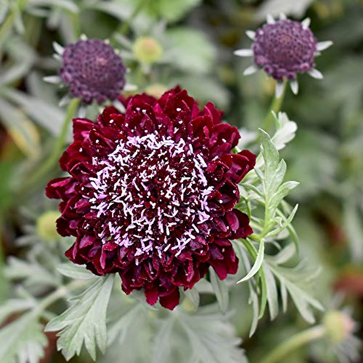 Outsidepride Annual Scabiosa Red Pincushion Garden Cut Flowers for Arrangements, Drying, & Pressing - 200 Seeds