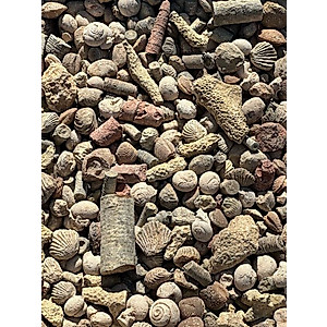 Fossil Mix | Bag of Genuine Fossils | Ammonites Crinoids Brachiopods Orthoceras & More! (1/2LB)