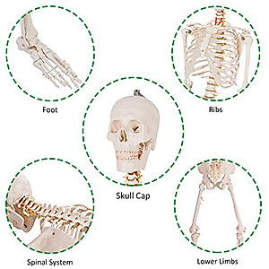 Giantex B010L18XEW Life Size 70.8" Human Anatomical Anatomy Skeleton Medical Model + Stand