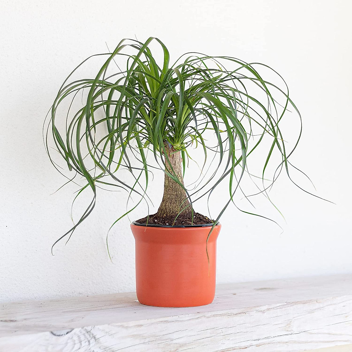 United Nursery Ponytail Palm Live Bonsai Plant, Elephants Foot Indoor Outdoor Easy Care, Low Maintenance House Plant in 6 inch Terracotta Décor Pot, Fresh from Our Farm