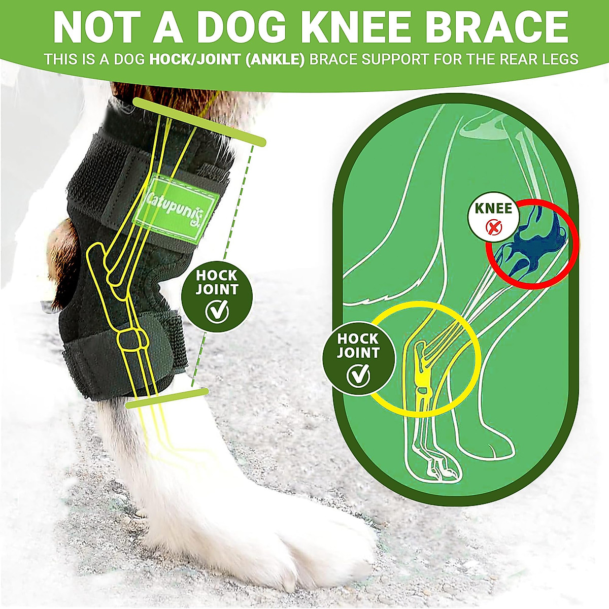 CATUPUNIS 2PCS Dog Braces for Back Leg for Support. Dog Arthritis Brace. Hind Leg Support for Dogs. Leg Brace for Dogs Back Leg. Dog Leg Brace. Dog Back Leg Support Brace. Dog Hock Brace Rear Leg (L)